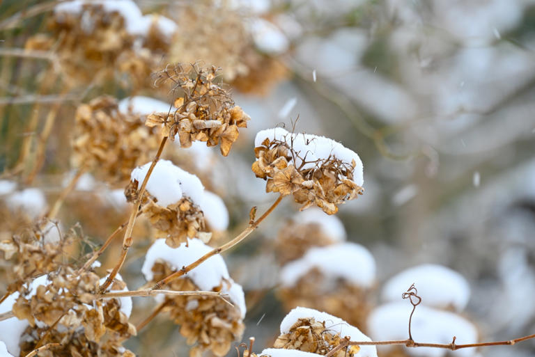 Rock salt can damage plants and trees