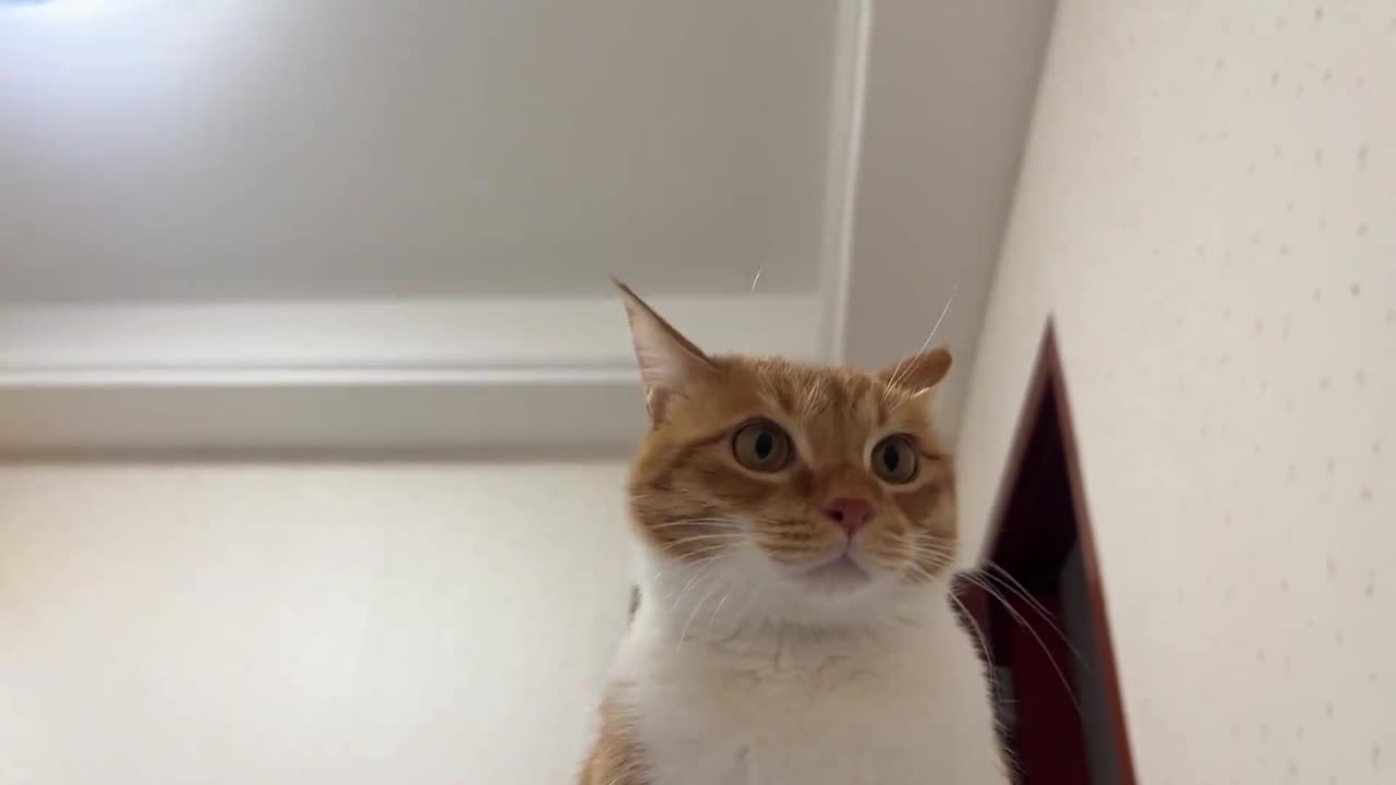 Playful high-five game with a cat in Zhejiang, China