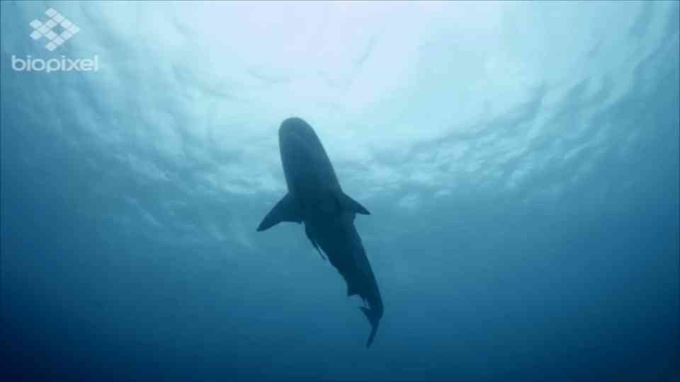 Can sharks really smell fear in the water?