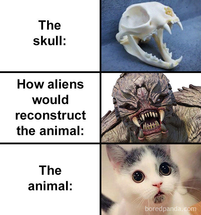 People compare how aliens would reconstruct animals based on their ...