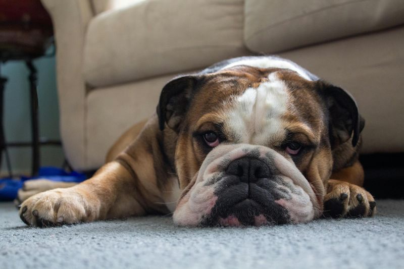 Lazy dog breeds that live life in the slow lane