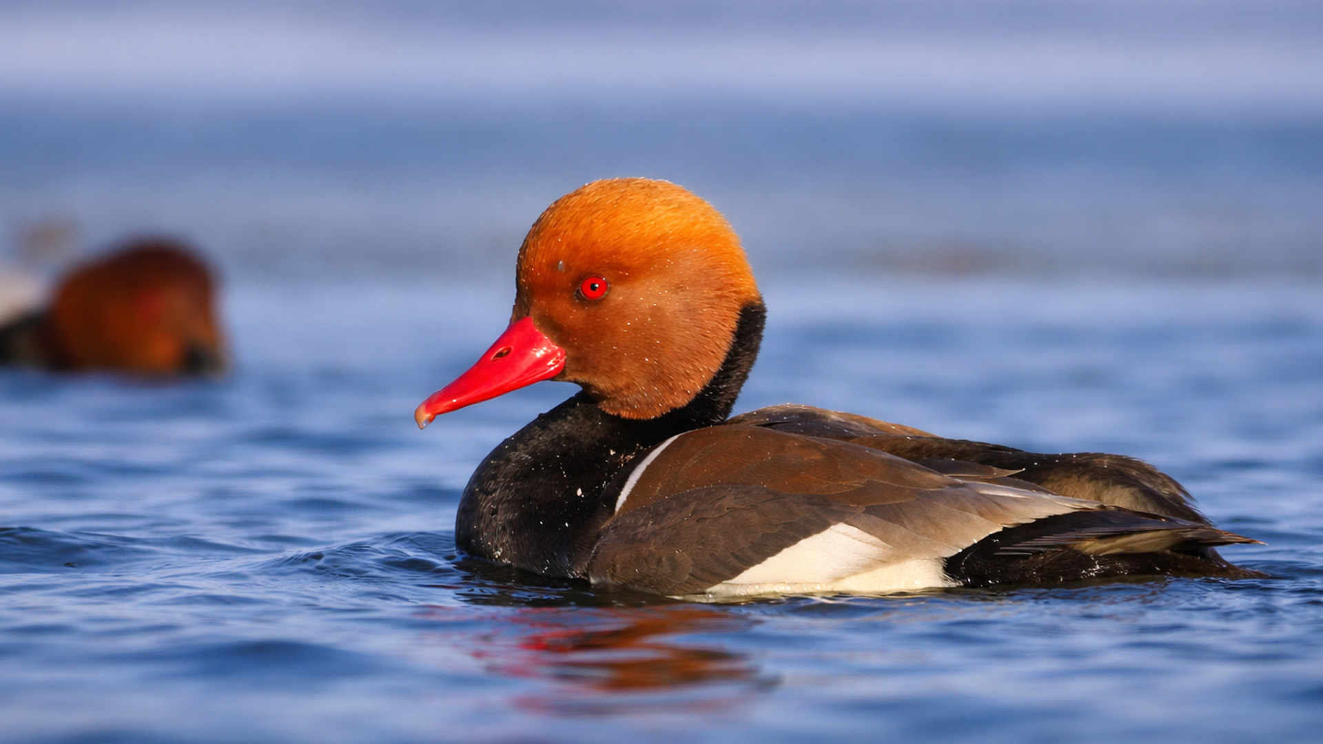 Red-backed beauty of the wetlands