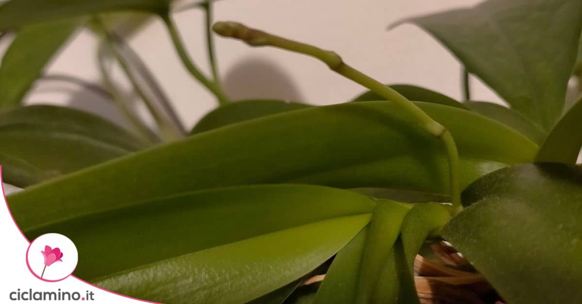 Distinguere stelo fiorito radice e keiki è la base da capire per le orchidee