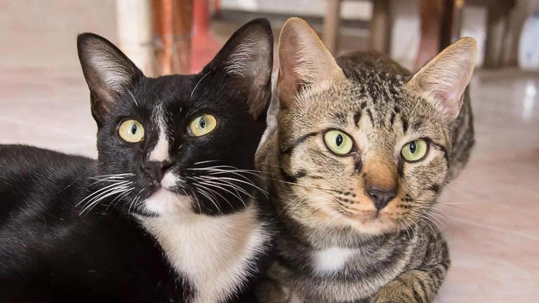 How long do cats live and which are the longest surviving breeds?