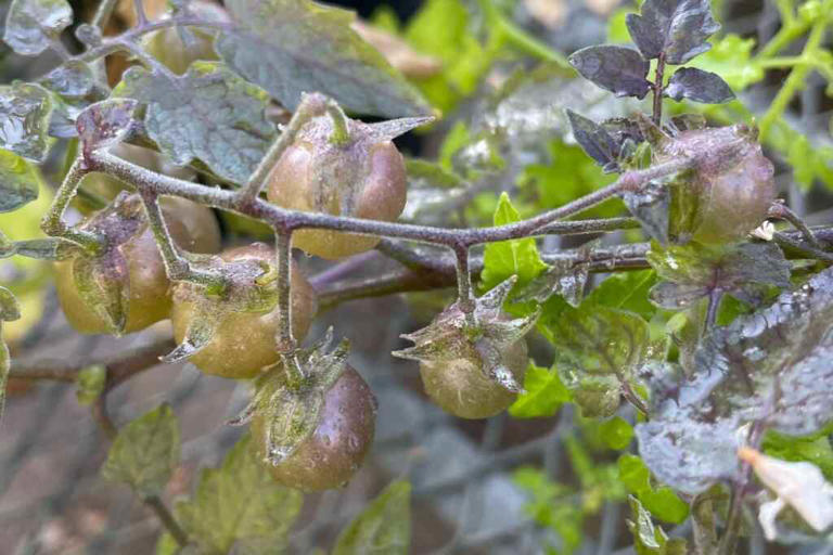 I pomodori delle isole Galápagos sembrano evolversi al contrario