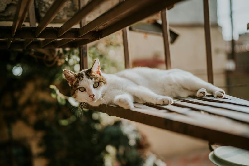 Cat breeds that like water