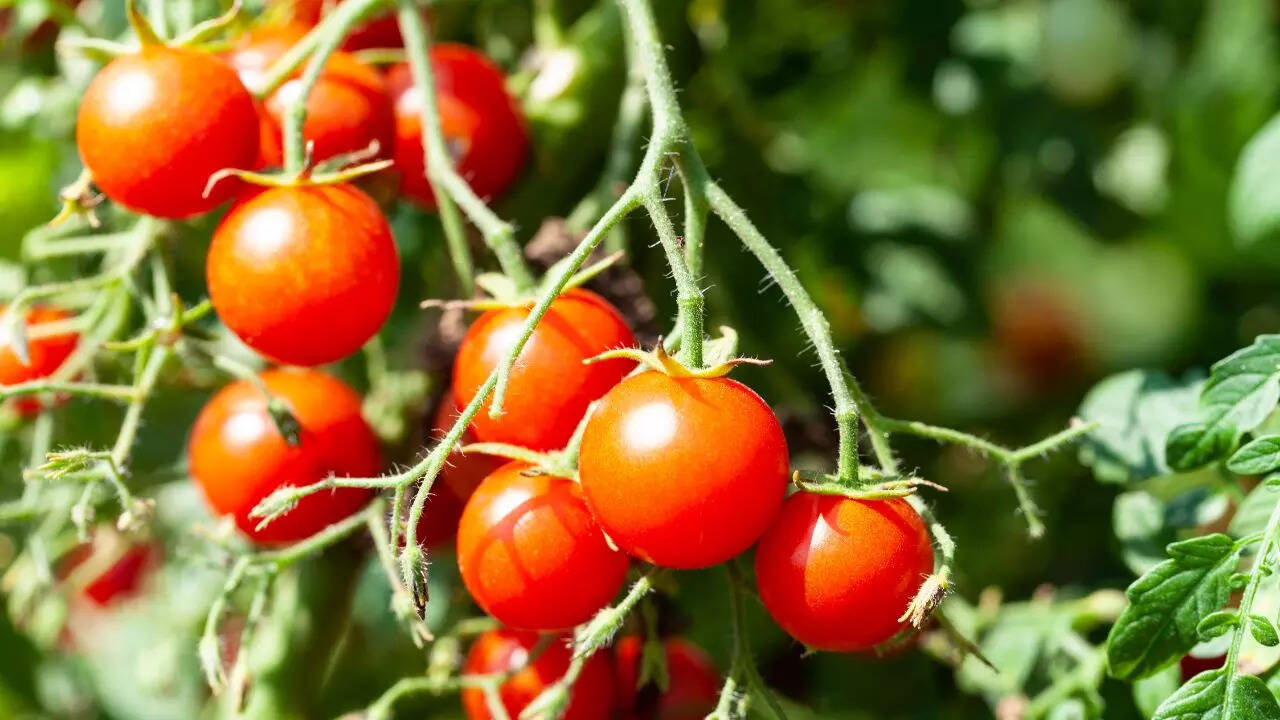 7 vegetables that grow well on balconies with minimal attention