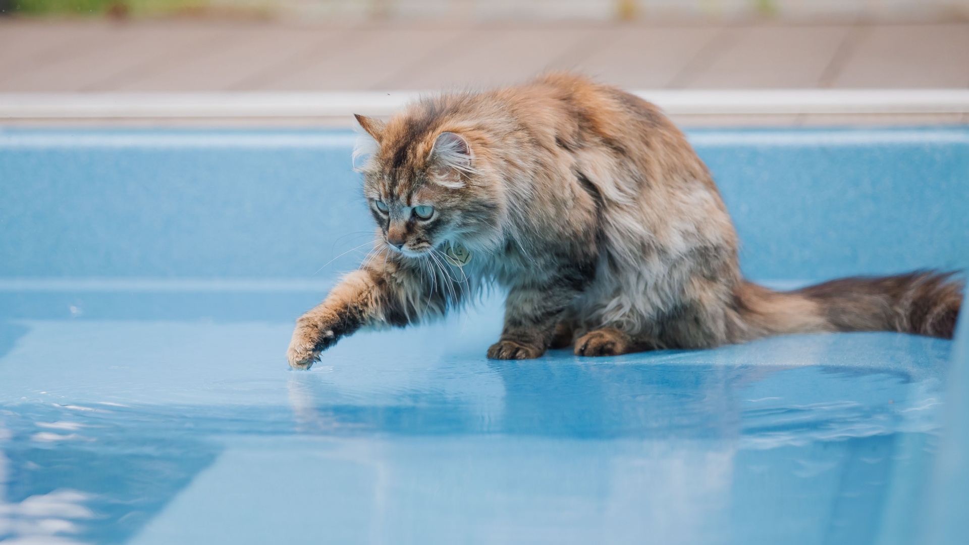 Cat breeds that like water