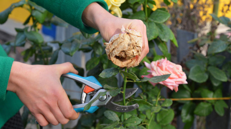 How to tell when it's time to stop deadheading flowers