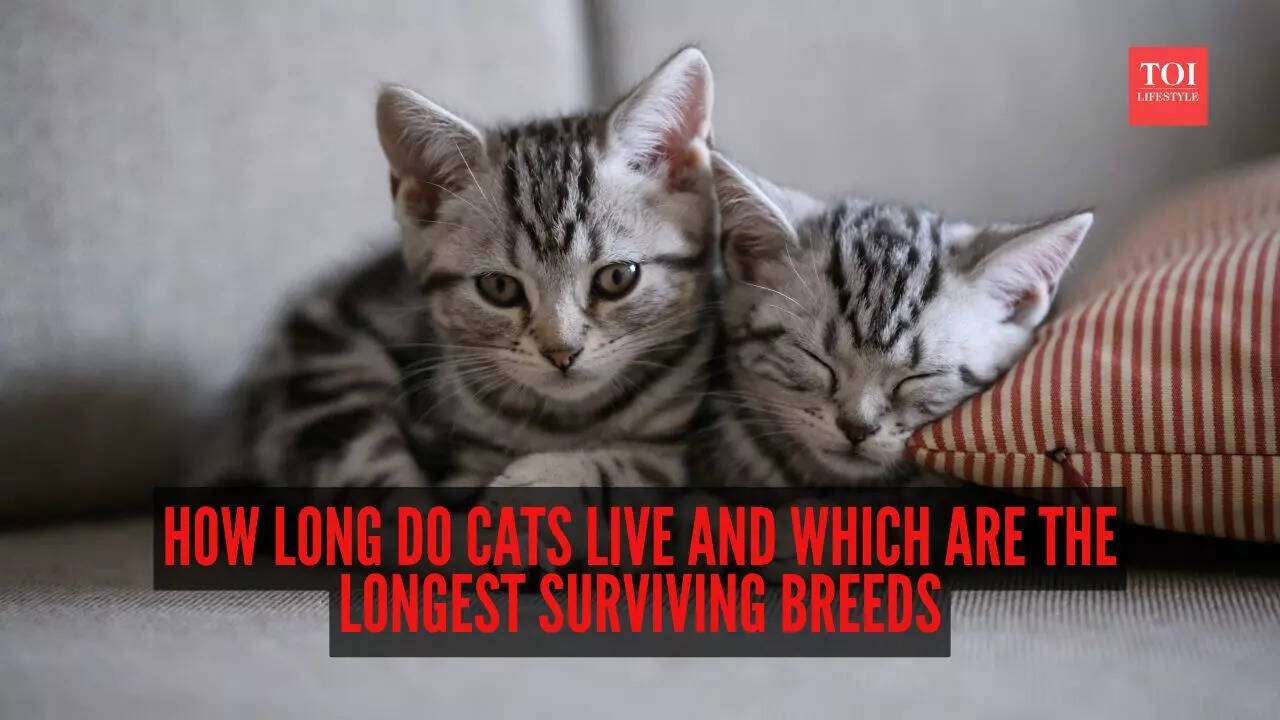 How long do cats live and which are the longest surviving breeds?