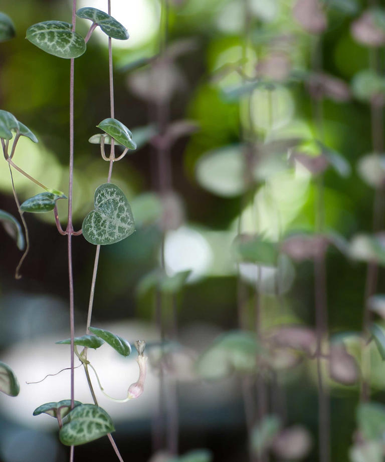 Feng shui experts reveal exactly where to place a string of hearts