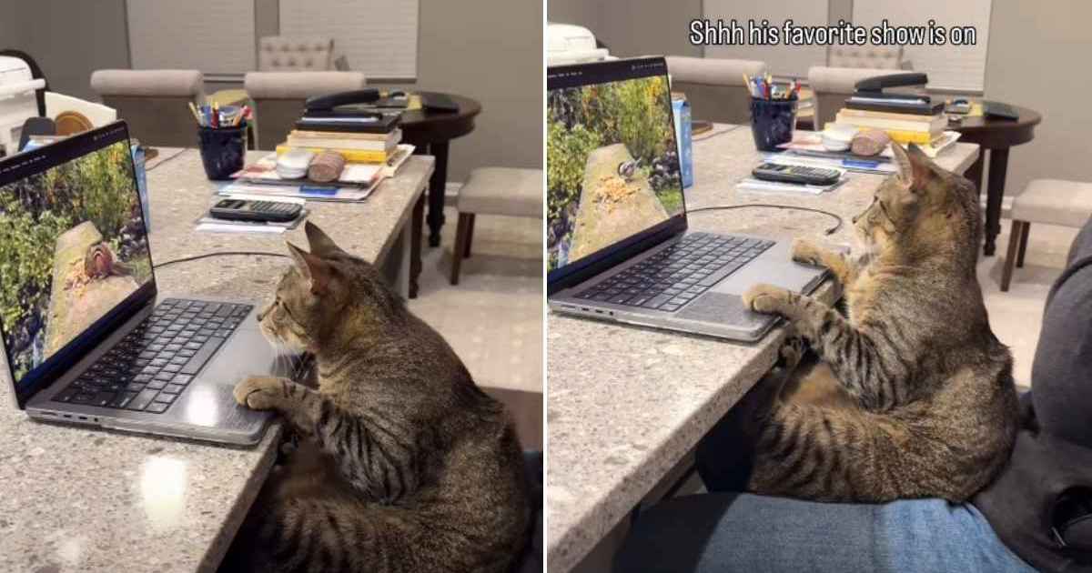 Cat takes his nature shows very seriously in adorable video