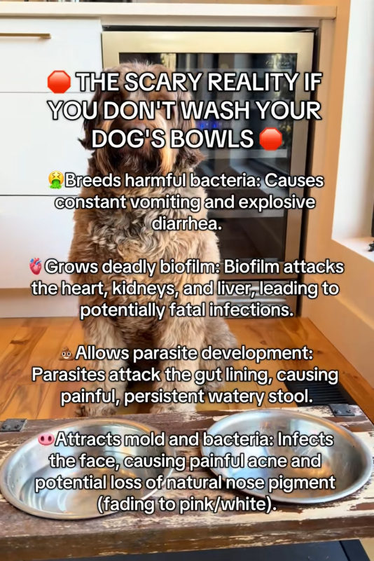 Proper hygiene for pet food and water bowls