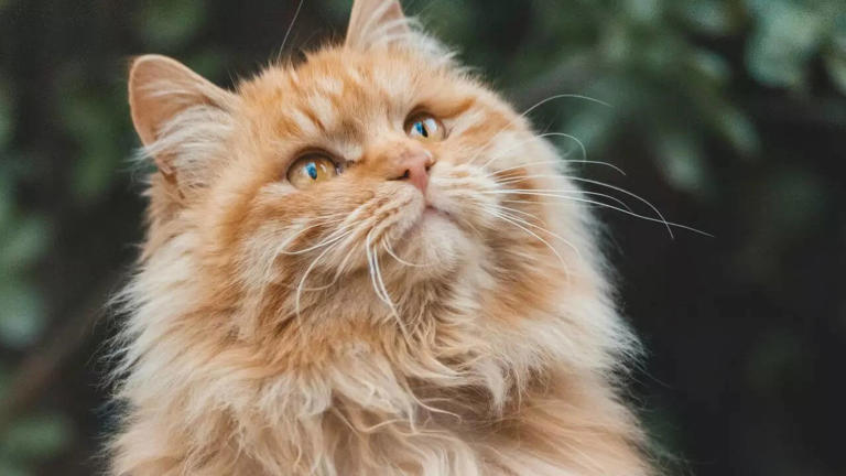 How long do cats live and which are the longest surviving breeds?