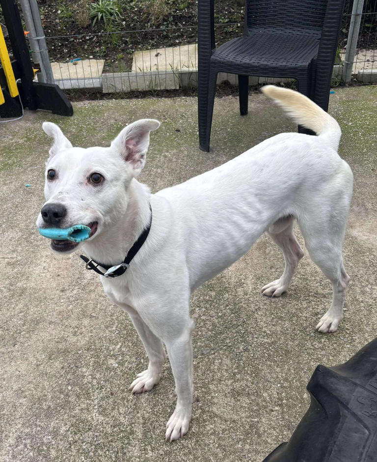 Homeless Hounds post adorable pic of smiling dog named Larry who loves ...