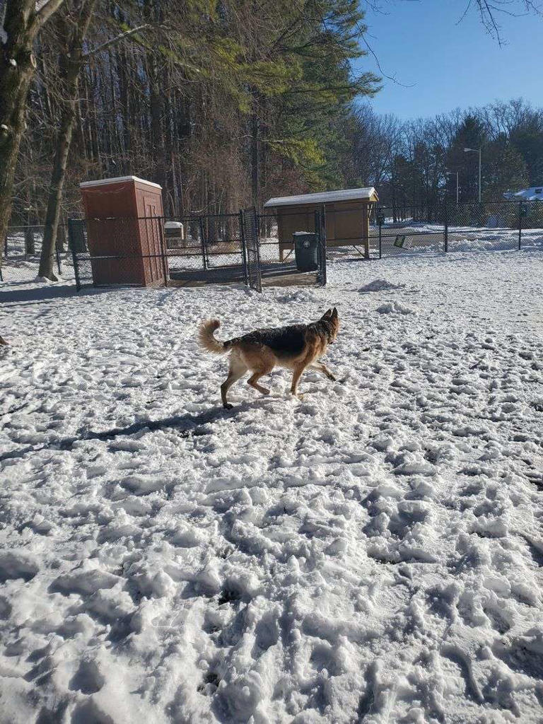 8 best dog parks in Maryland that regulars keep coming back to