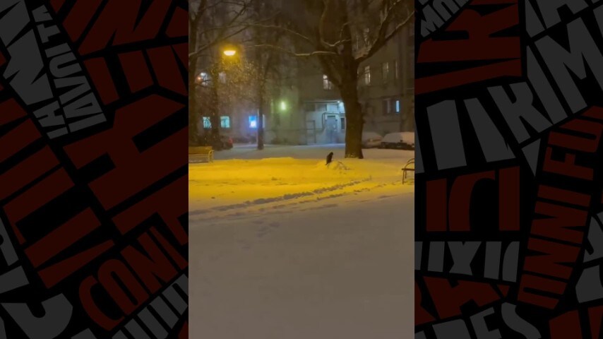 gatto nero neve