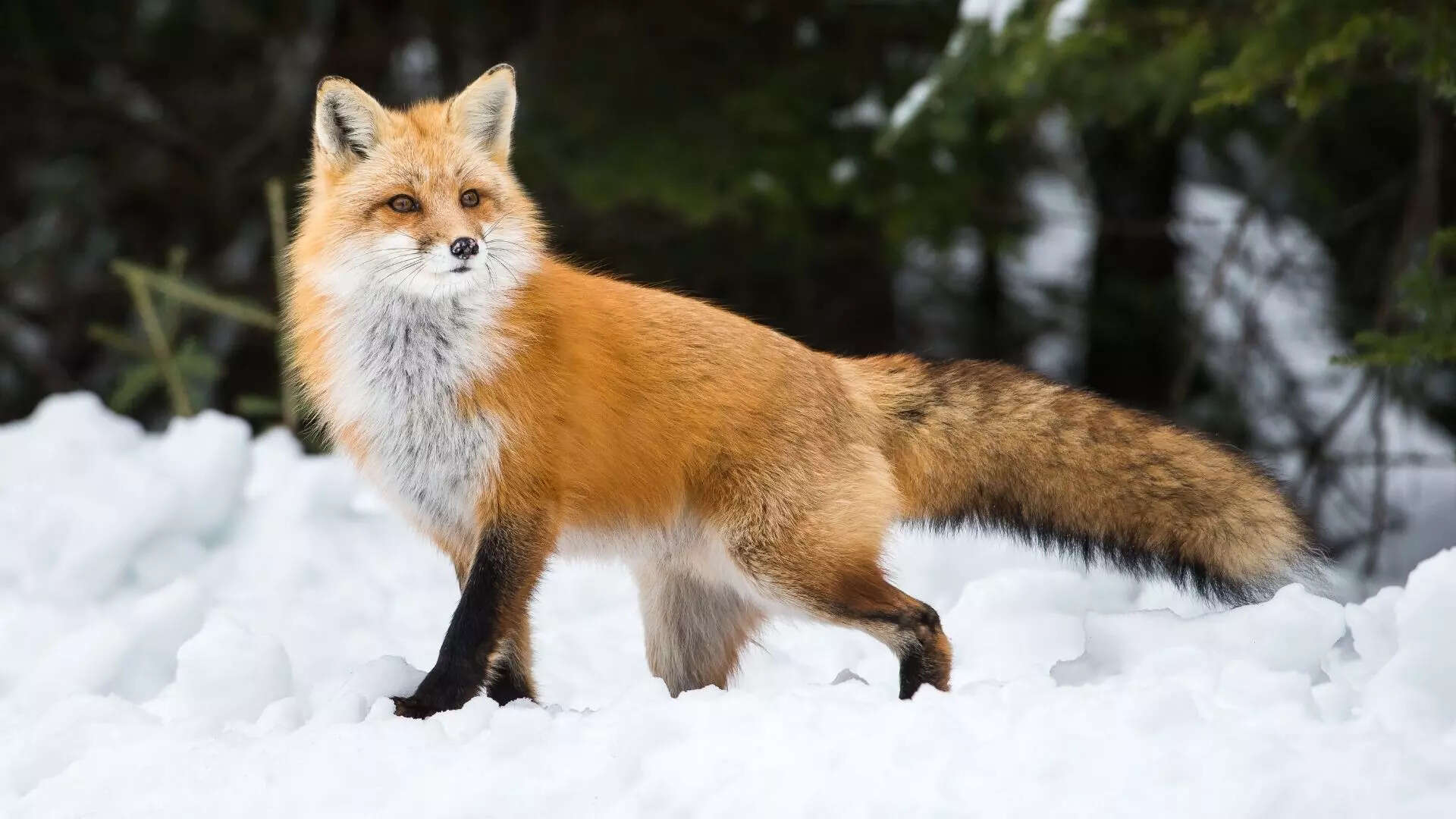 5 adorable-looking animals that are surprisingly deadly
