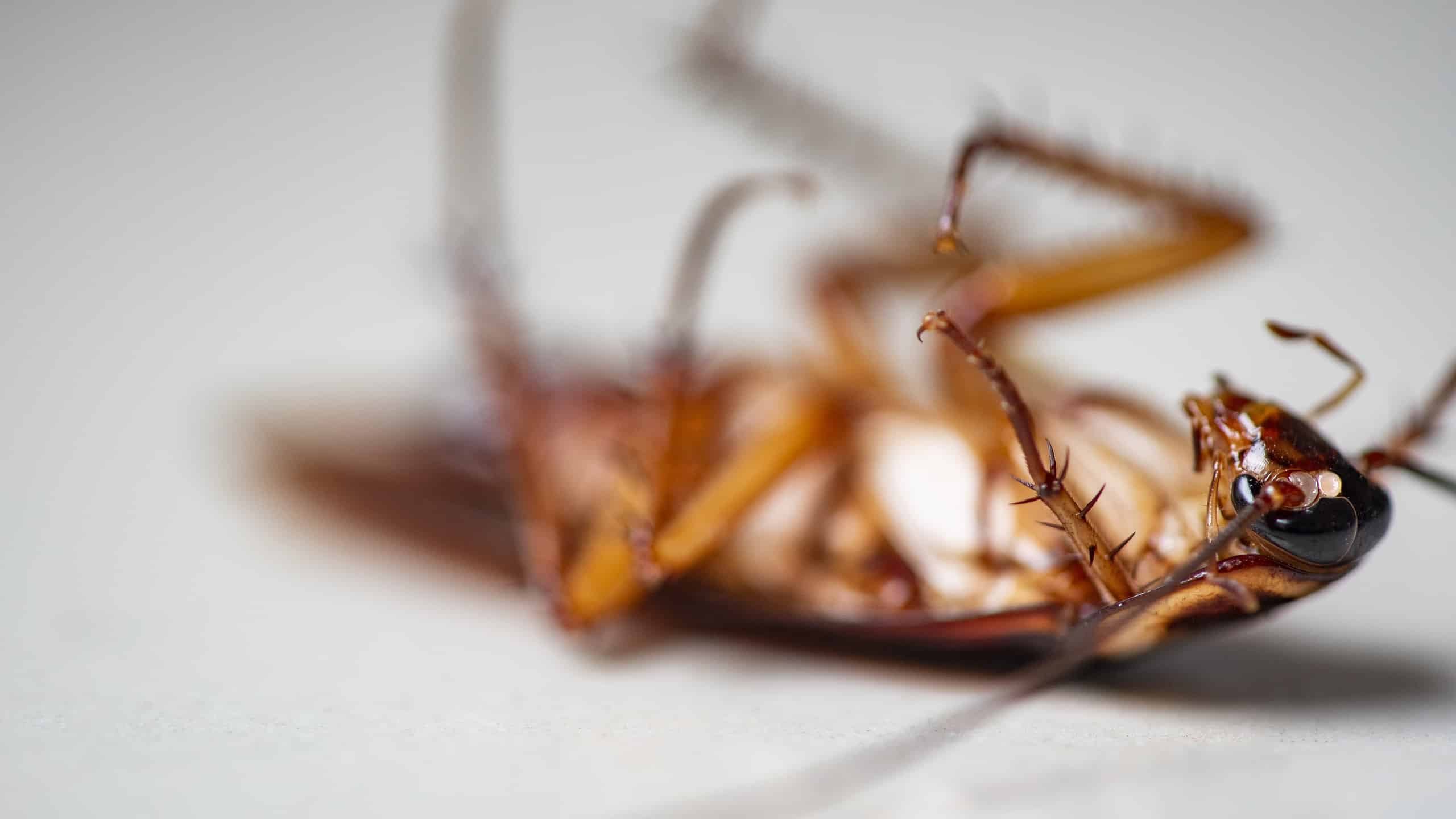 Stop a roach invasion before it starts with these plants