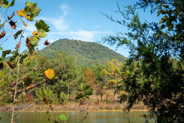 Trees dating to the 1600s found atop remote NC mountain purchased by ...