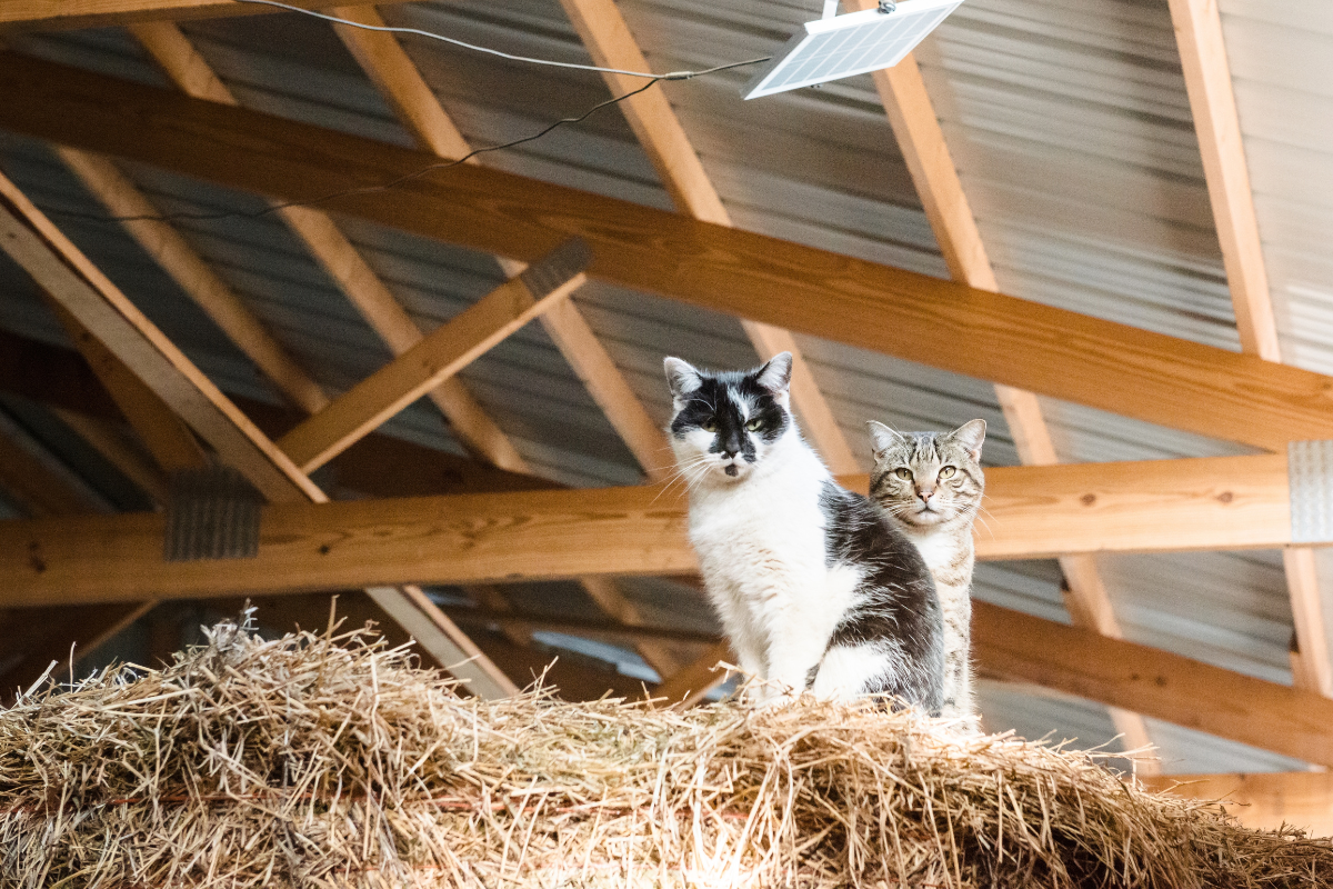 Colony of barn cats playing together feels like the start of a ...