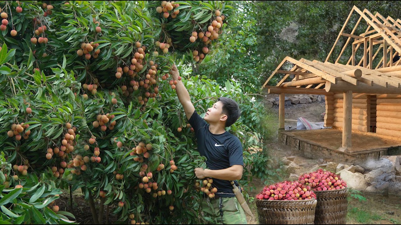 Harvest the second season big lychee to market sell. Earn money build a ...