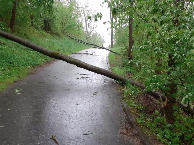 Asiatischer Baumpilz zerstört Bäume bei Berneburg – neue Chancen für ...