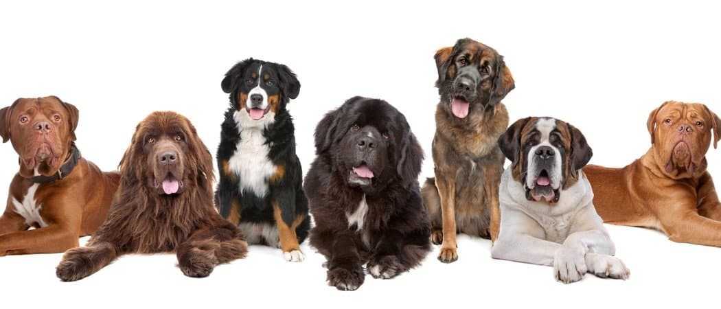 Meet the dog breeds that can weigh as much as a motorcycle