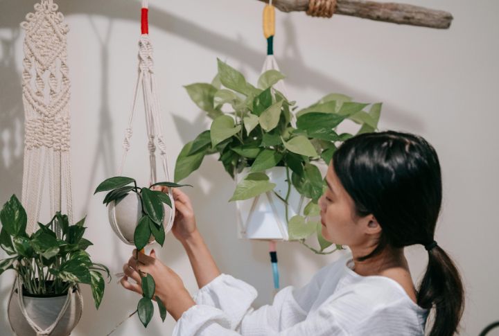 15 best hanging plants for a greener home