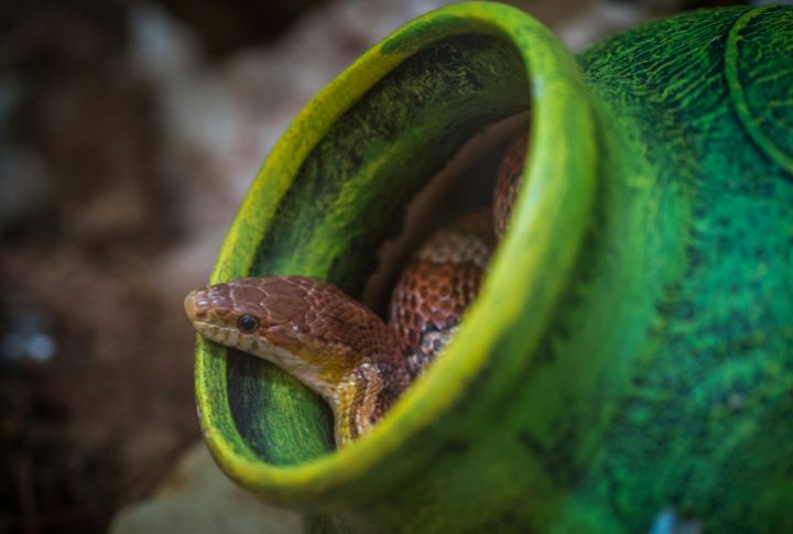 15 places snakes might be lurking in your house