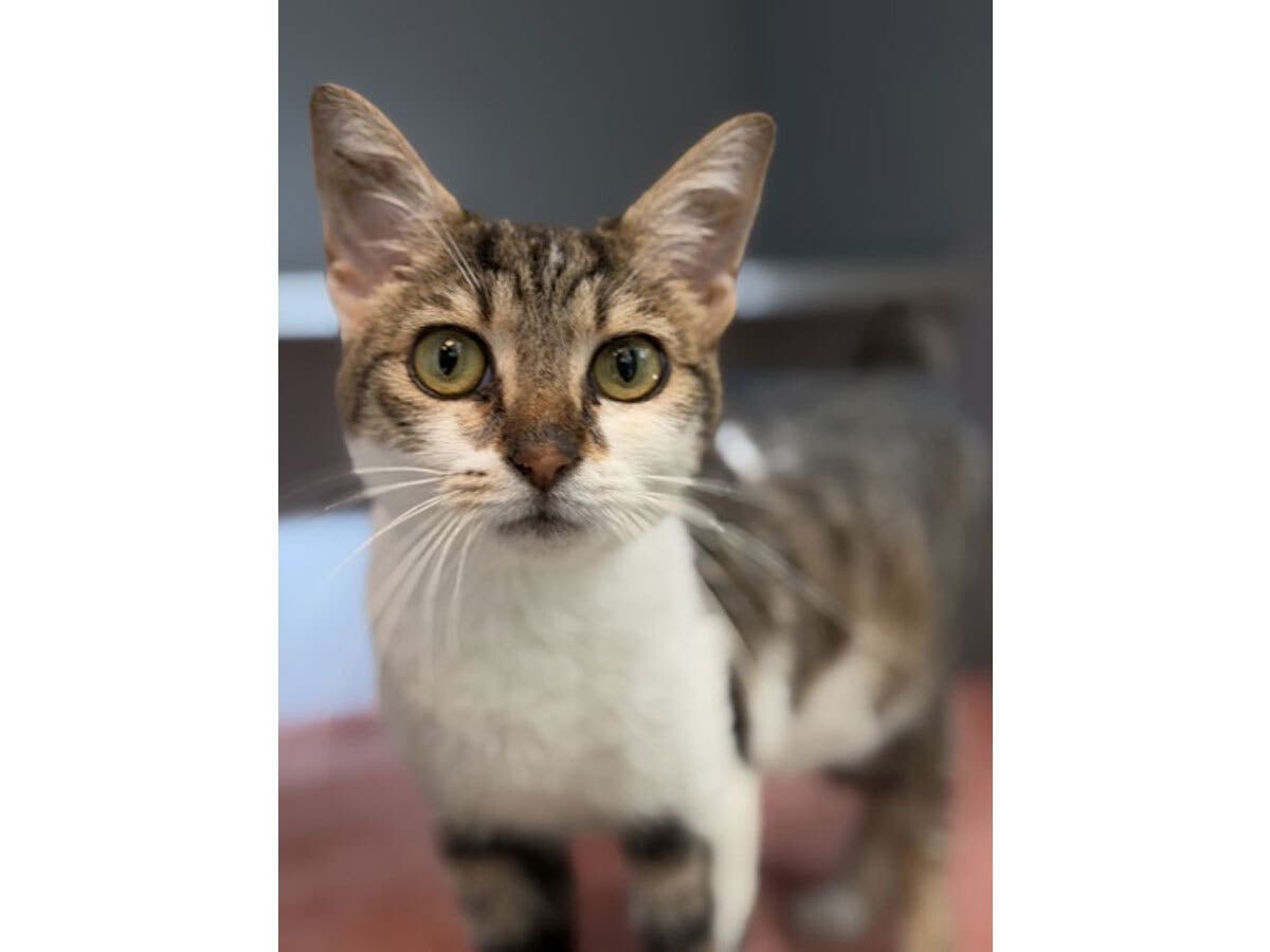 Women's Animal Center holding cat adoption special