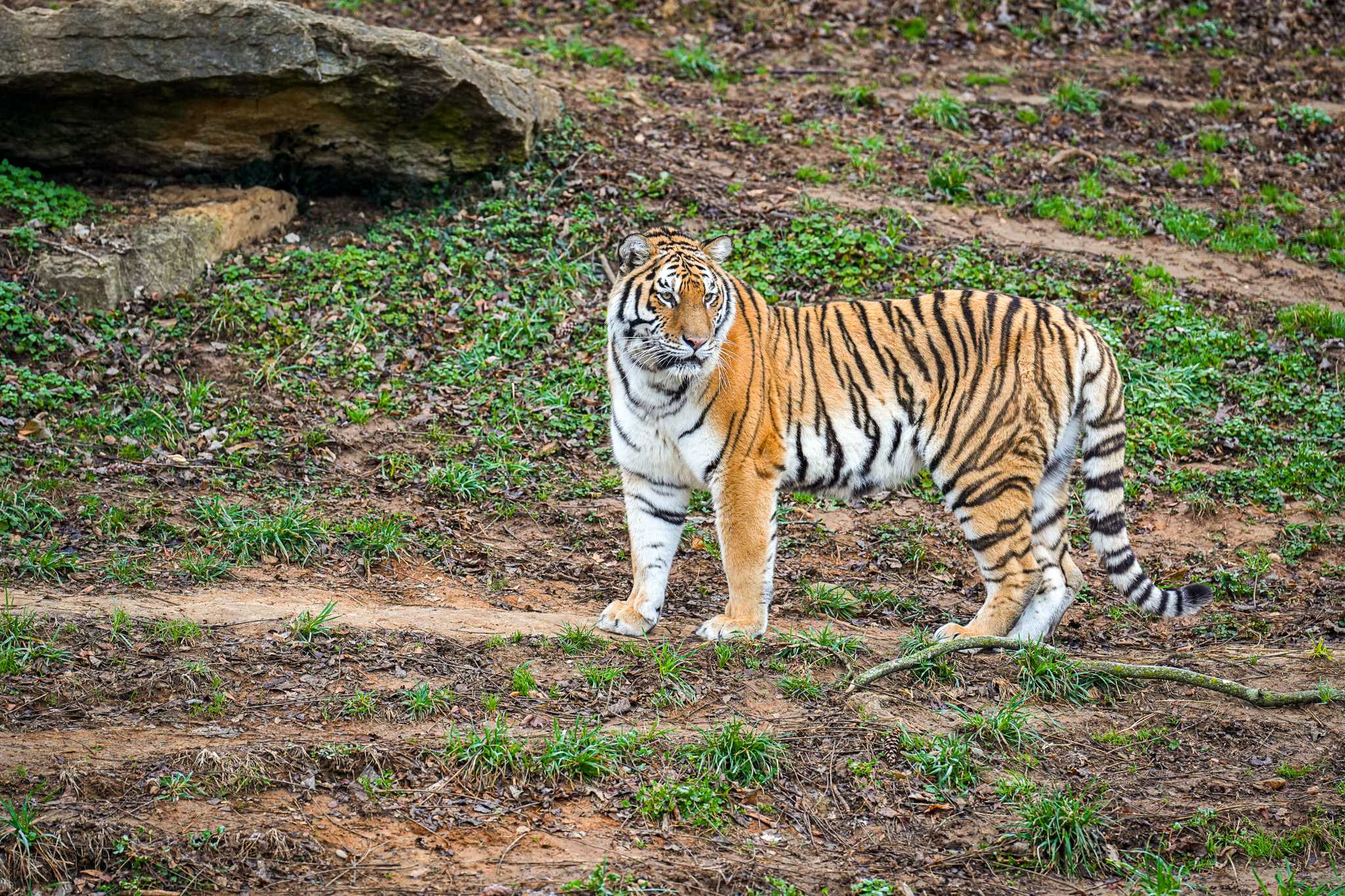 Louisville Zoo welcomes 3-year-old Amur tiger, the largest living feline