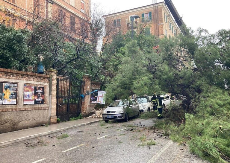 Albero caduto in strada ad Ancona, domani messa in sicurezza in Corso ...
