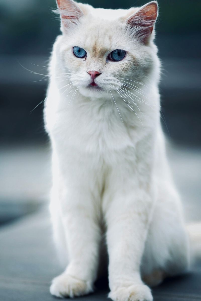 Fun facts about Ragdoll cats