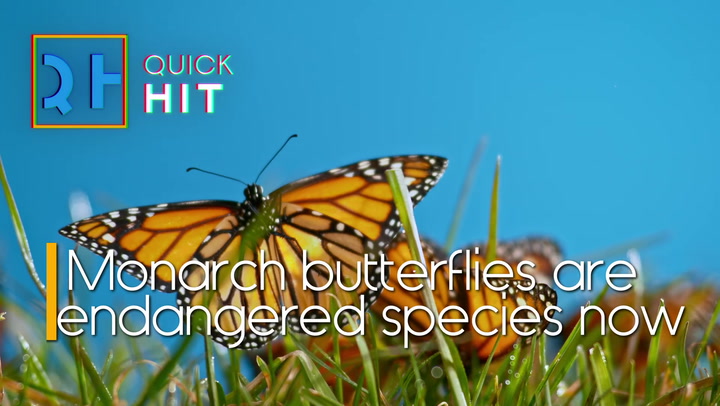 Monarch butterflies are endangered species now