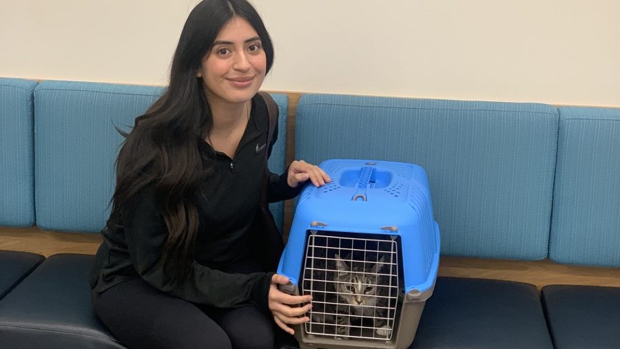 All available cats at Helen Woodward Animal Center adopted out by New ...