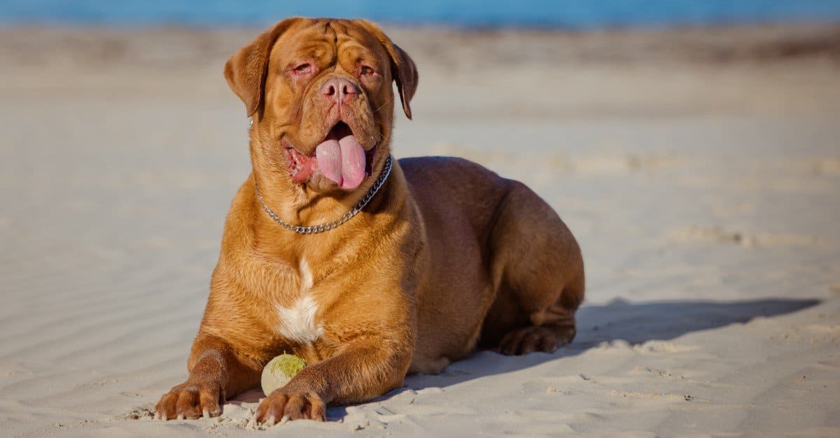 Meet the dog breeds that can weigh as much as a motorcycle