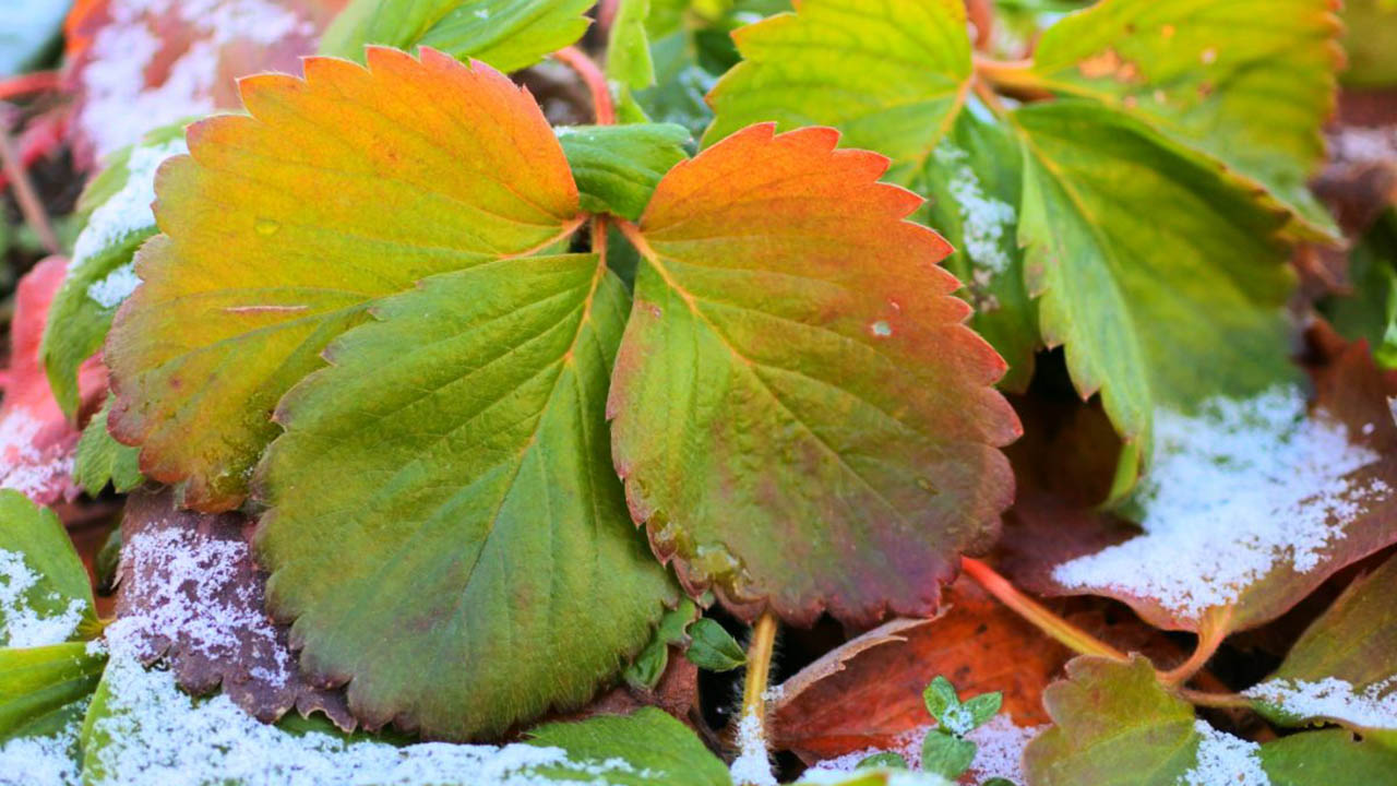 10 reasons why your strawberry leaves are turning yellow