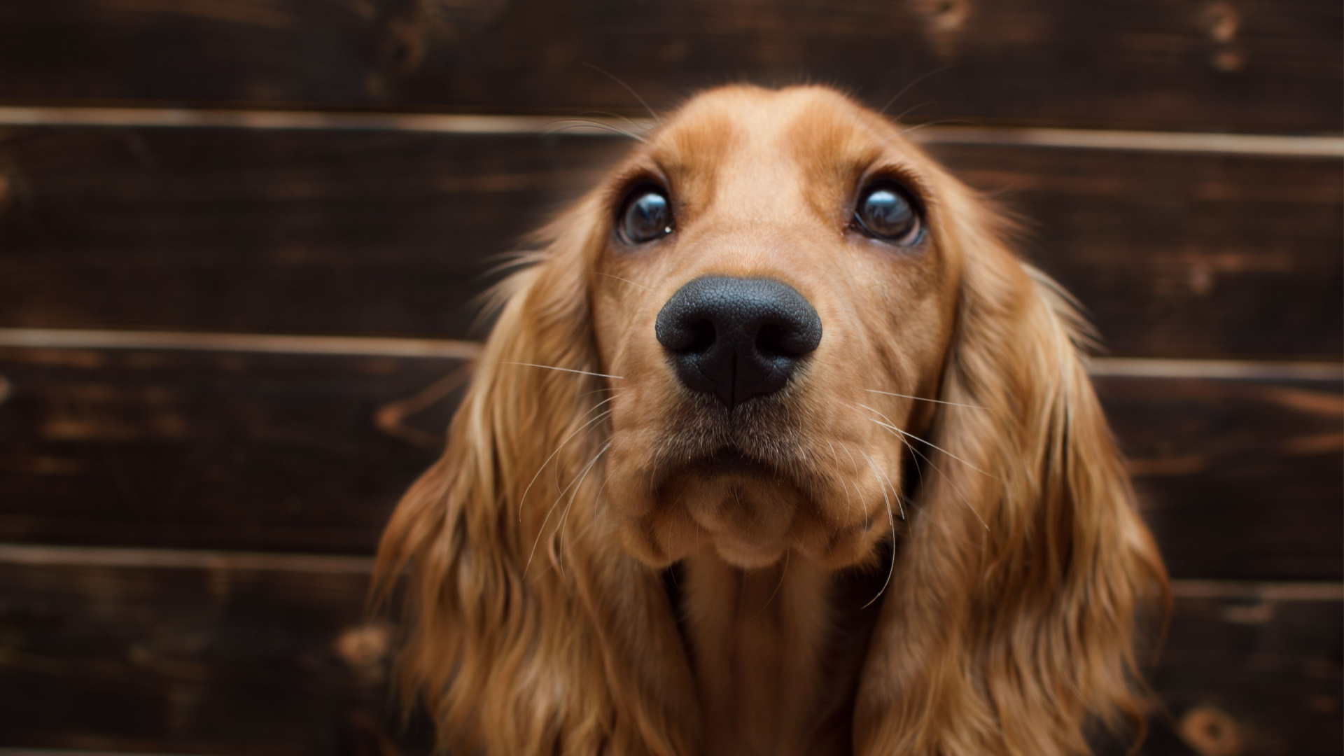 9 signs of your dog’s emotional attachment