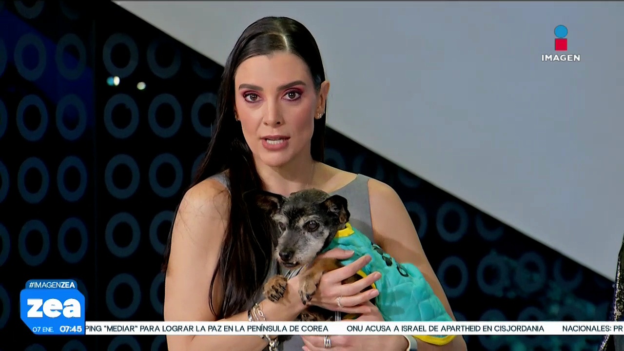 El Refugio Franciscano denuncia desalojo de perritos por parte de las ...