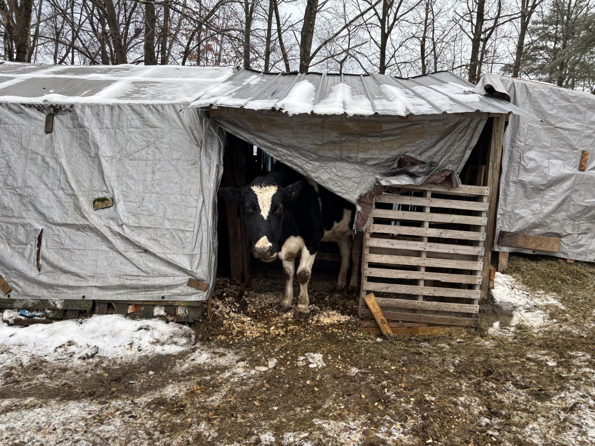 Seizure of over 250 animals in Hadley posing challenges for MSPCA