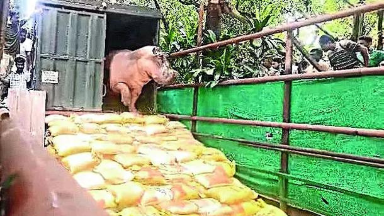 Unable to move, hippo stuck in Kolkata zoo pool for 2 weeks