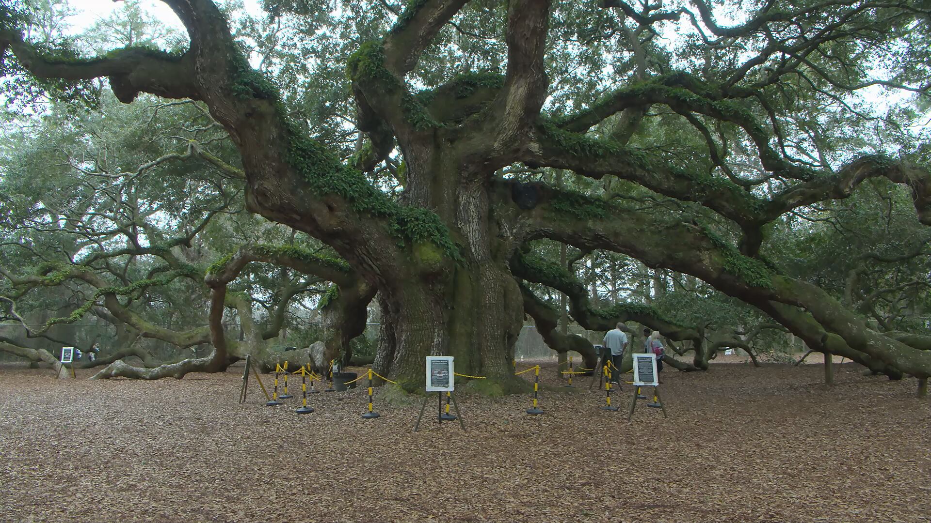 Plans for Angel Oak Preserve moves forward, funding obstacles still ahead
