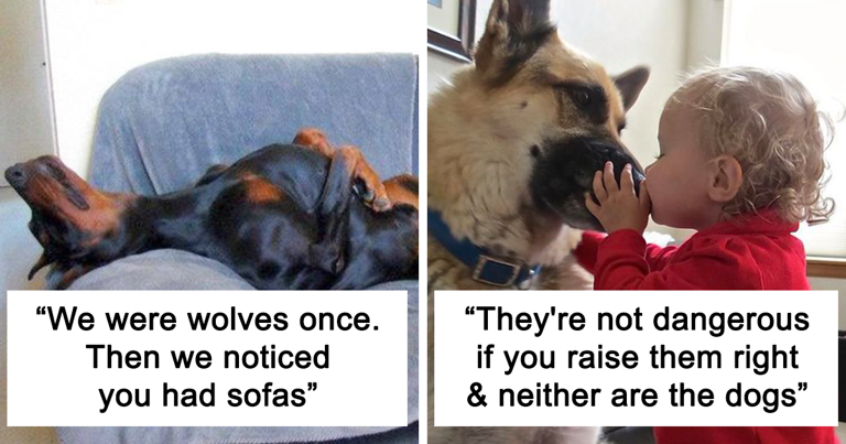 29 tweets that show dogs are truly man’s best friends, shared by this ...