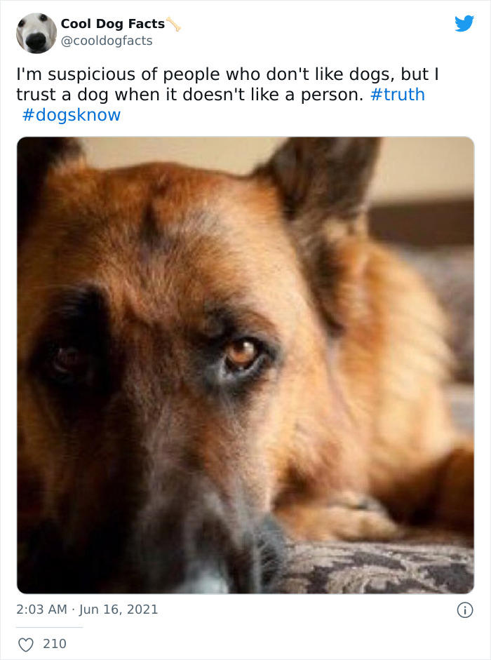 29 tweets that show dogs are truly man’s best friends, shared by this ...