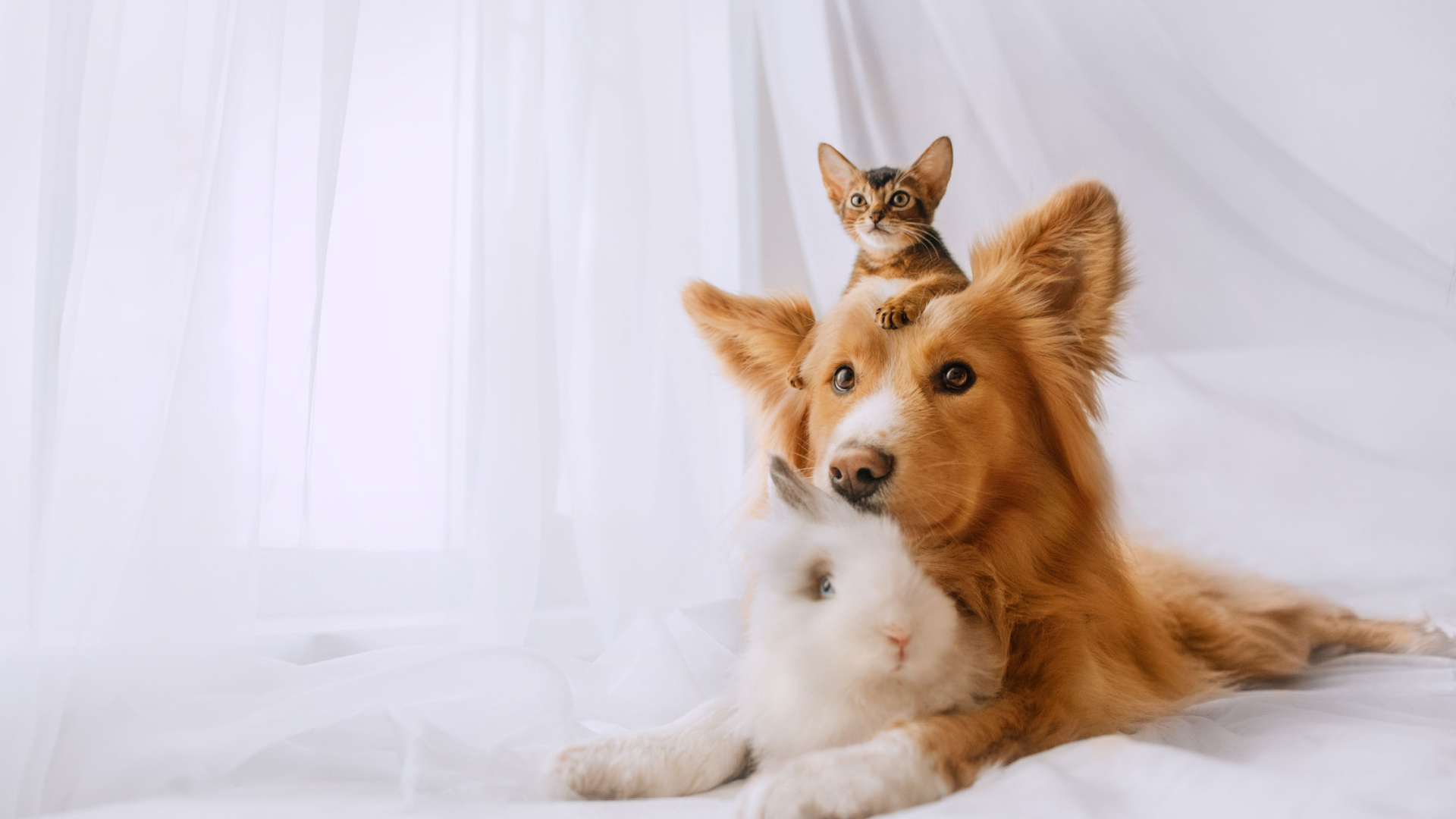 5 pets that live well with dogs at home and 3 you should avoid