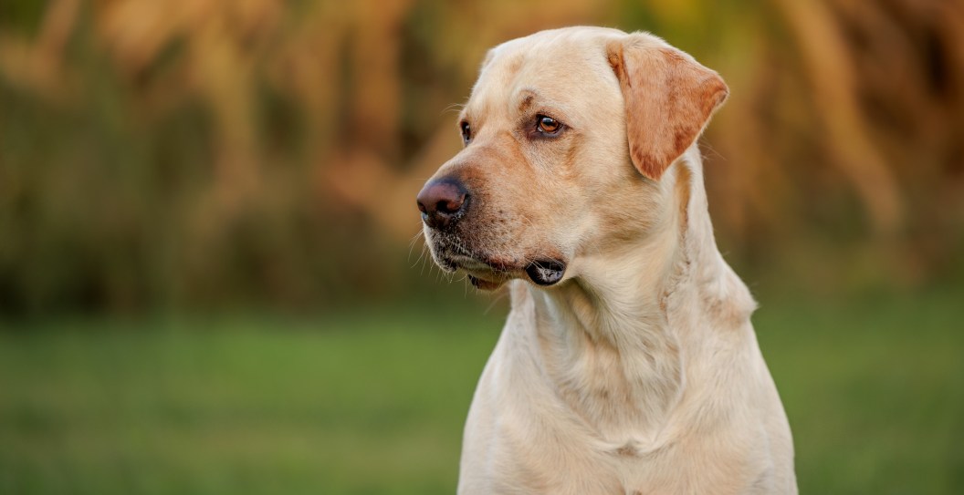 Yellow Labrador able to detect a deadly lung infection just by its smell