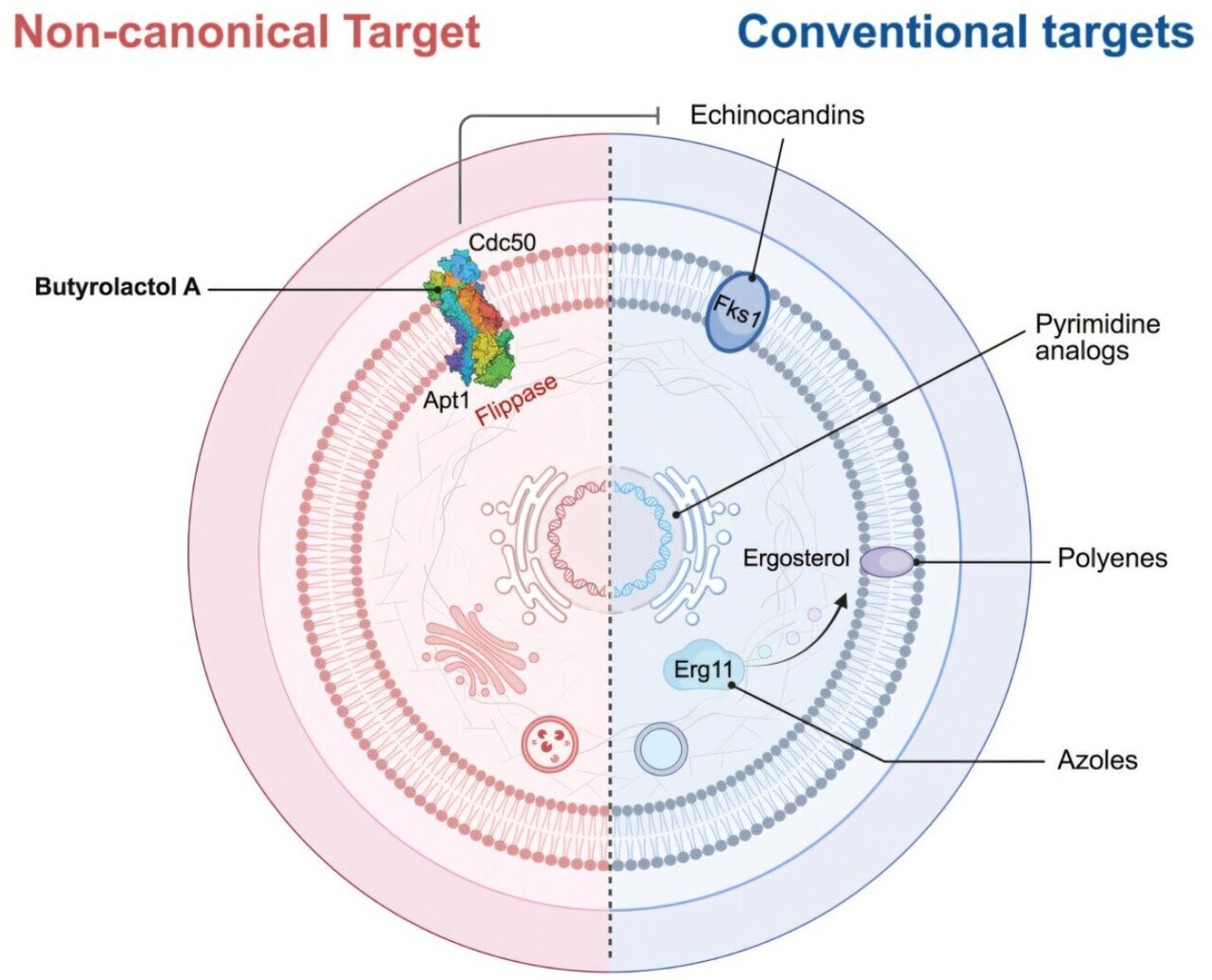 Overlooked molecule points to new treatments for drug-resistant fungal ...