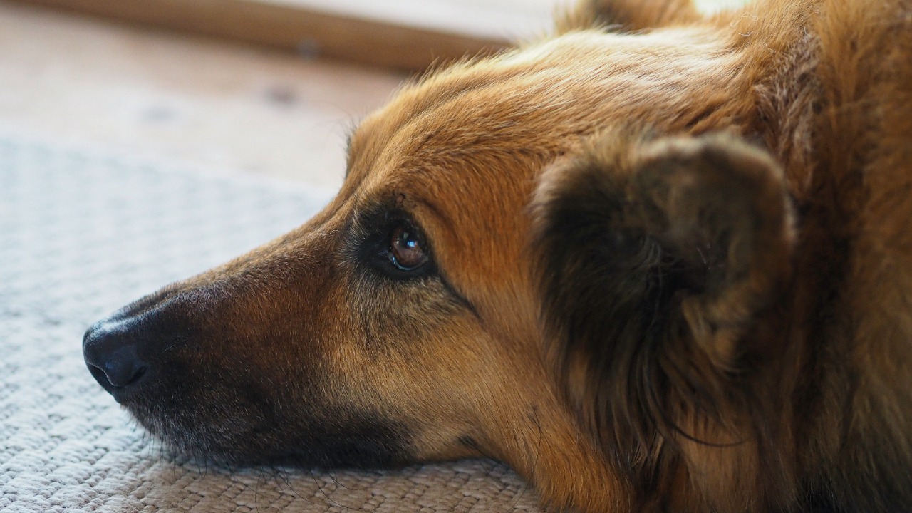 Quiet signs your dog is nearing the end, according to owners