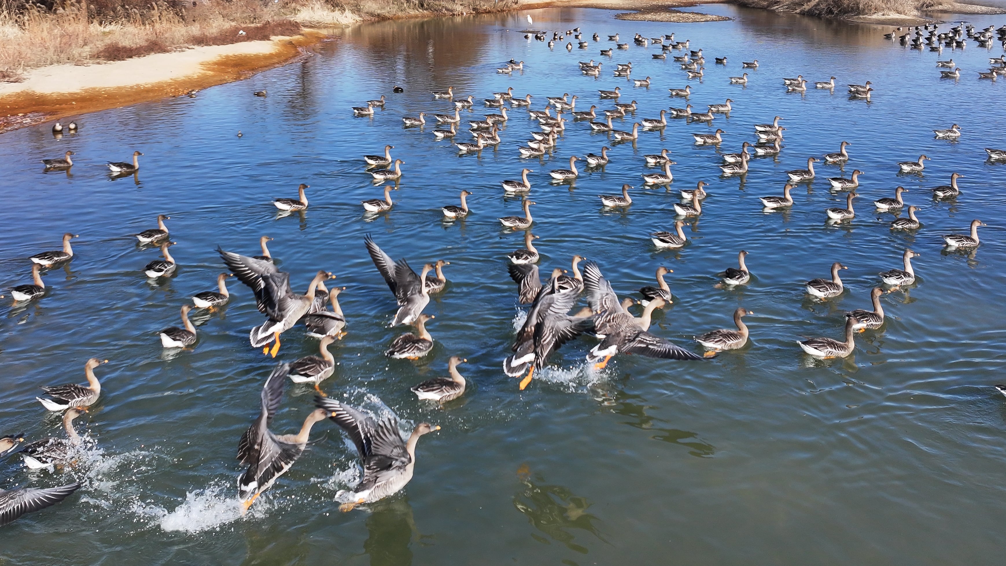 Avian flu quarantine intensifies with migratory birds' winter arrival